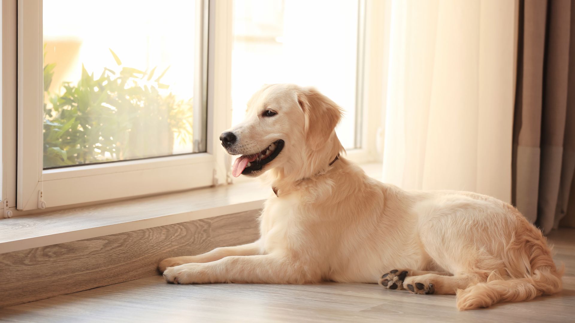 Locally-owned Veterinary Hospital In Montclair, NJ | Montclair ...